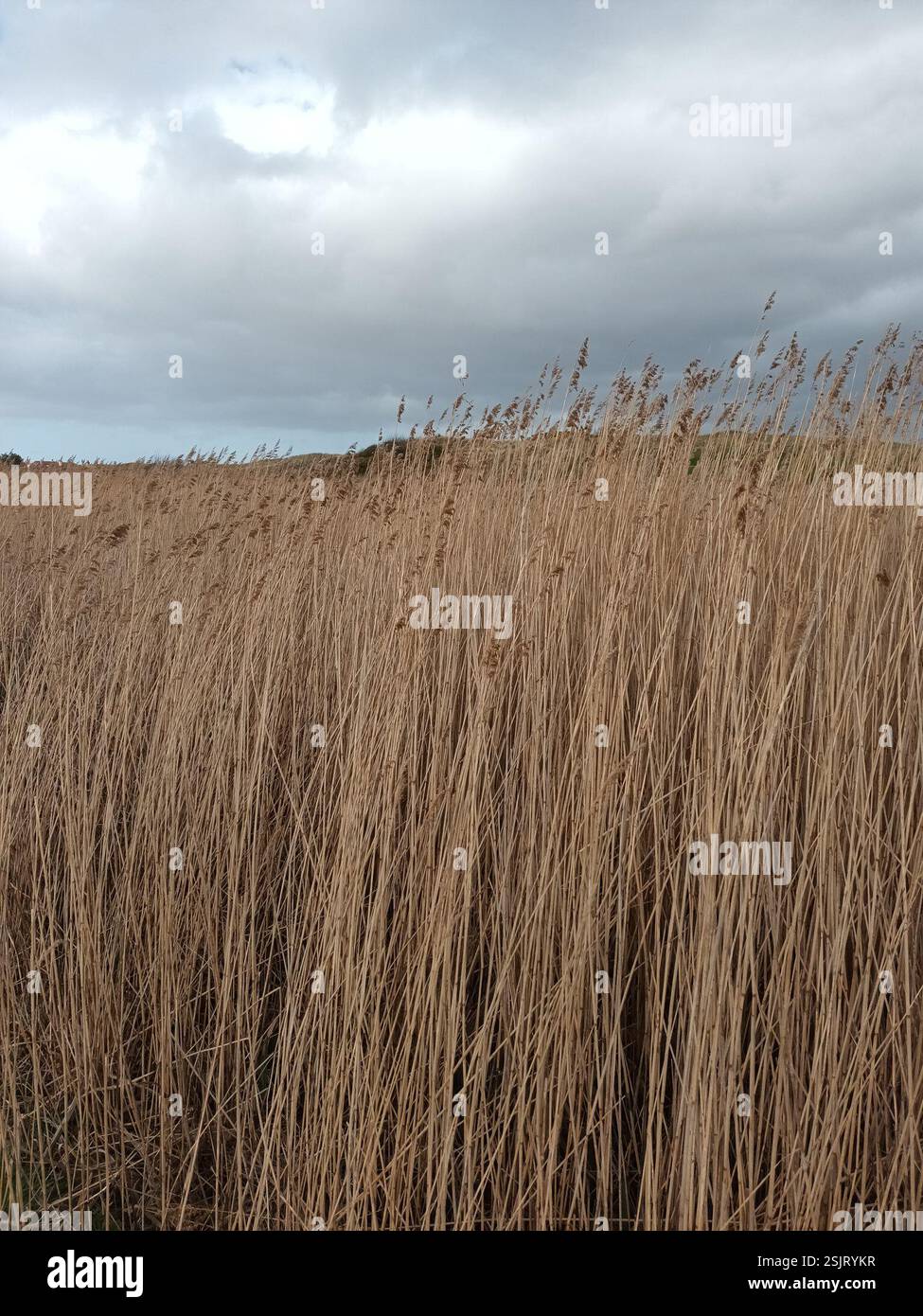common reed (Phragmites australis), Plantae, Hoylake, Wirral, UK Stock ...
