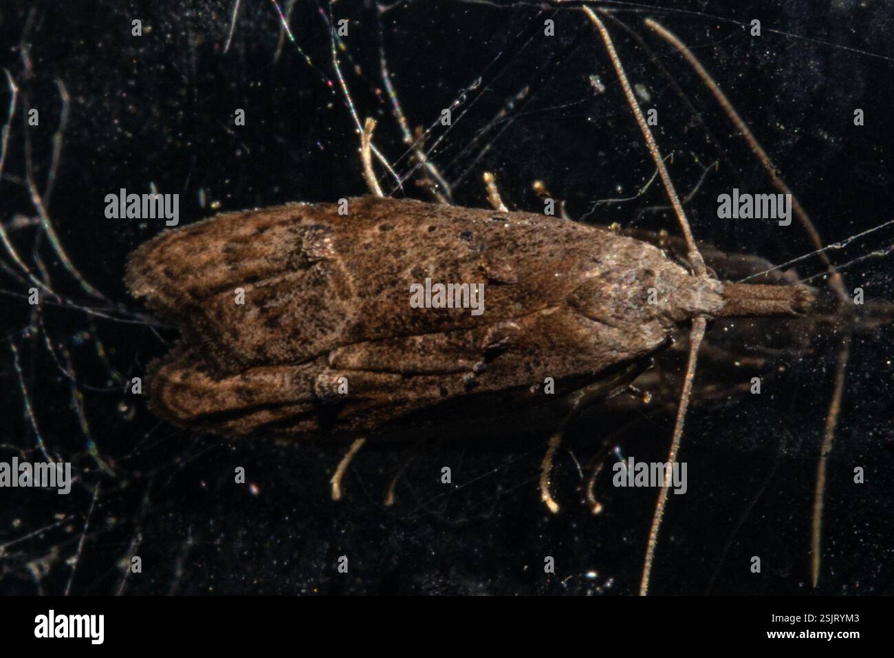 Raspberry Bud Moth (Heterocrossa rubophaga), Insecta, Upper Charlton ...