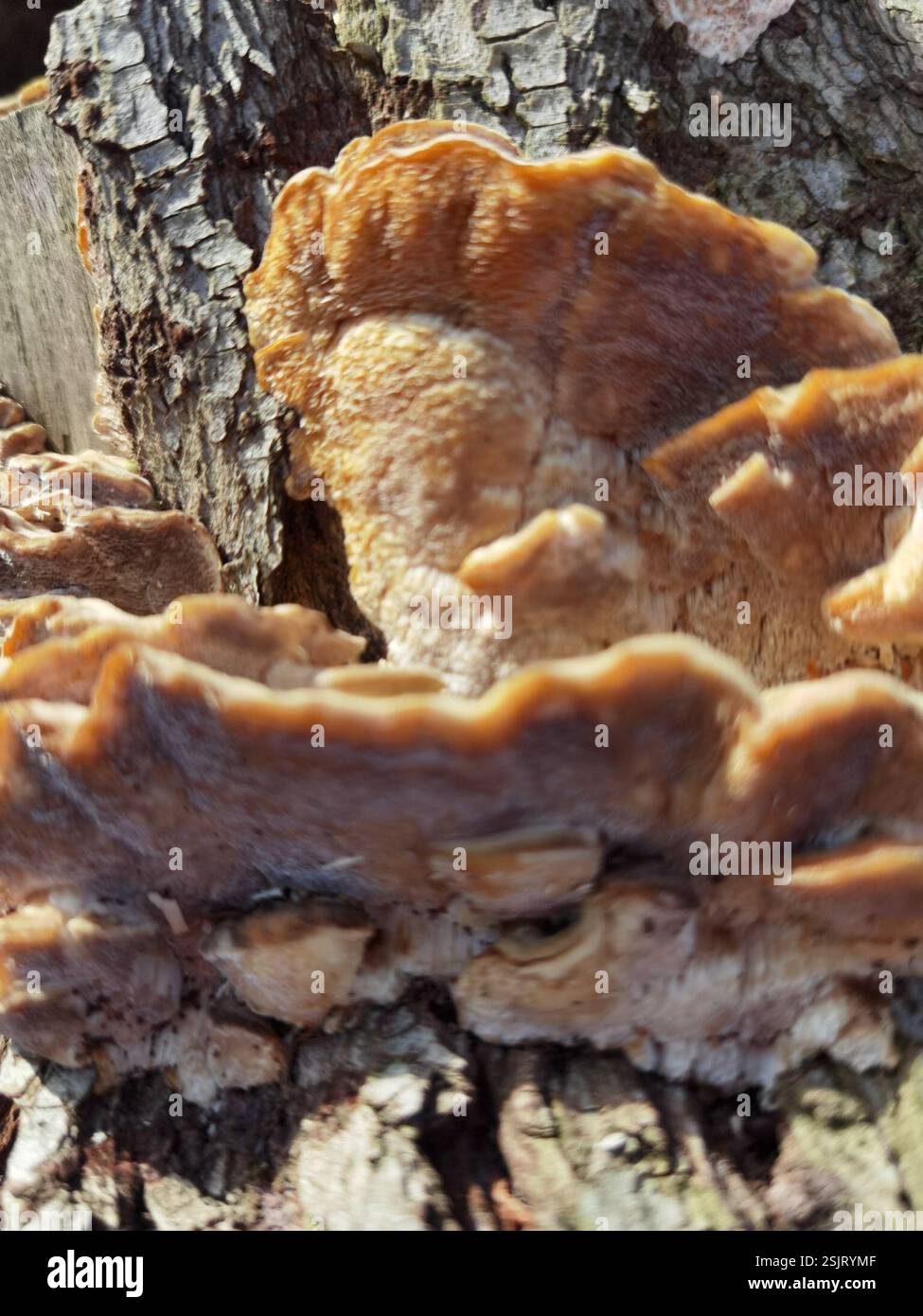 (Trametes), Fungi, Emilienhofstraße 2, 37154 Northeim, Deutschland ...