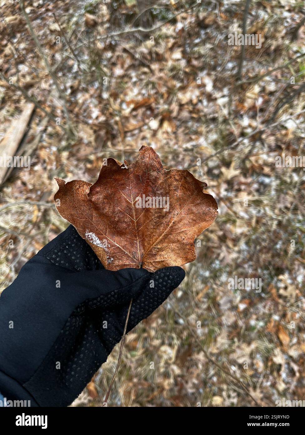 black maple (Acer nigrum), Plantae, Hyde Park, London, ON, CA Stock ...