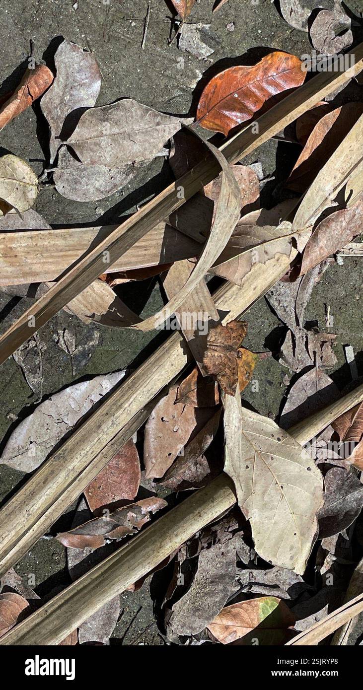 Common Spurwing (Antigonus erosus), Insecta, Calle los Muertos ...