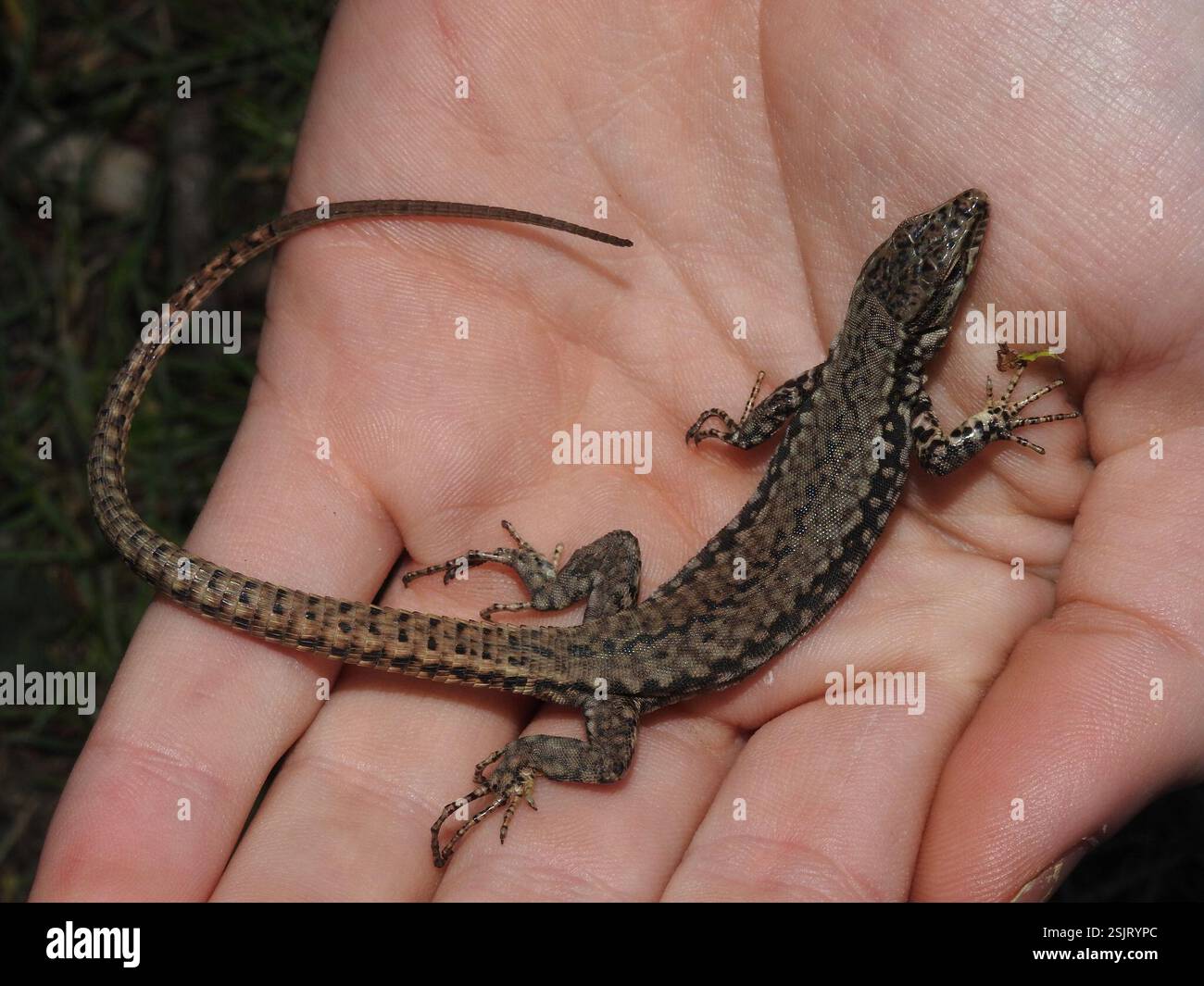Common Wall Lizard (Podarcis muralis), Reptilia, Clifton, Cincinnati ...