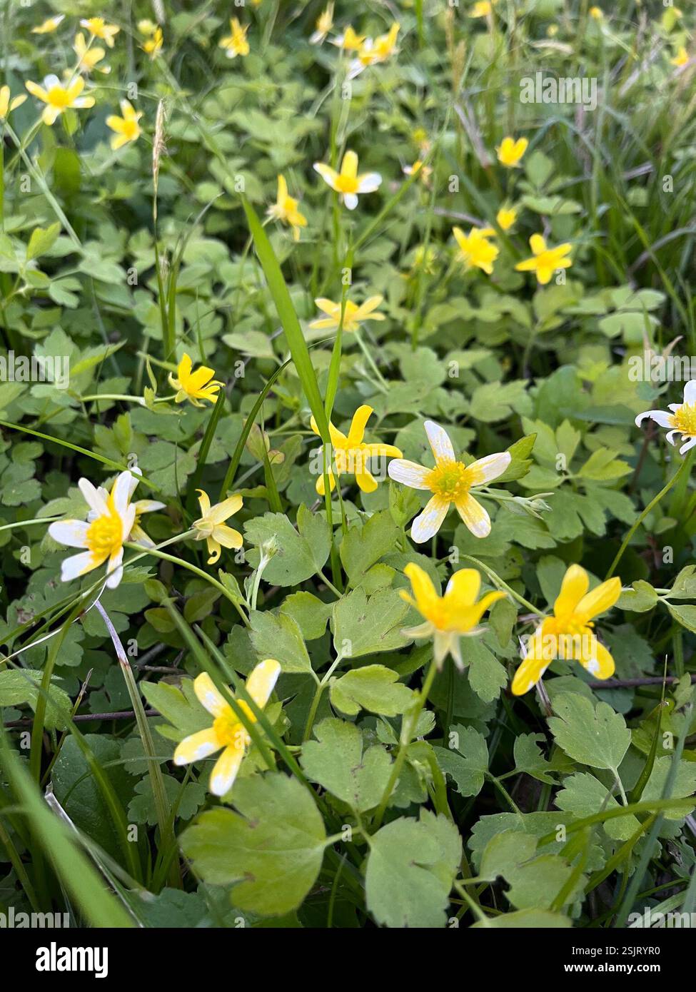 Early Buttercup (Ranunculus fascicularis), Plantae, FM-1398, Hooks, TX ...