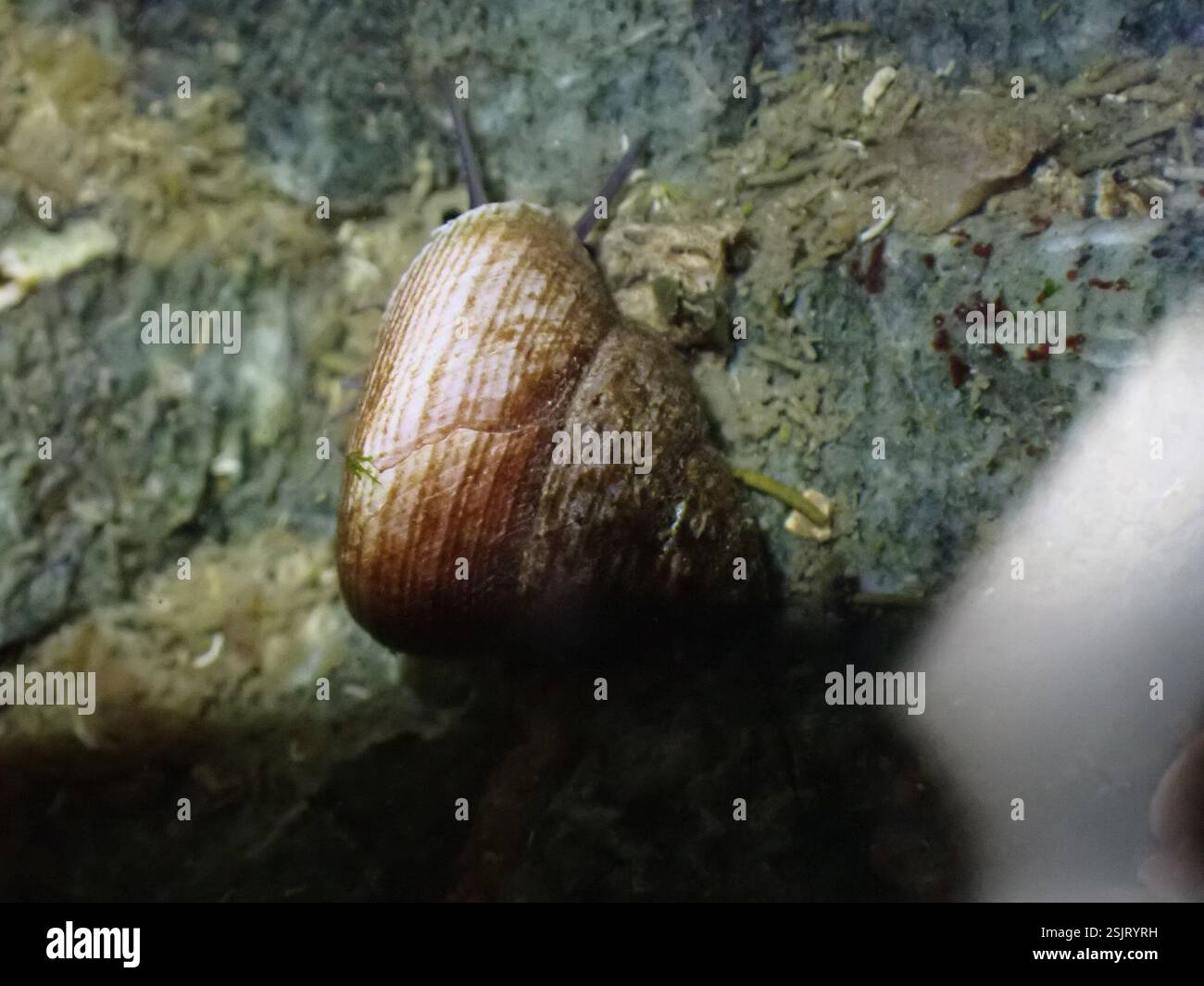 Blue-Ringed Top Snail (Calliostoma ligatum), Mollusca, Oak Bay, BC ...
