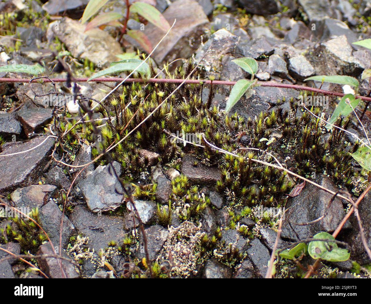 mosses (Bryophyta), Plantae, Bontoc, Mountain Province, Philippines ...