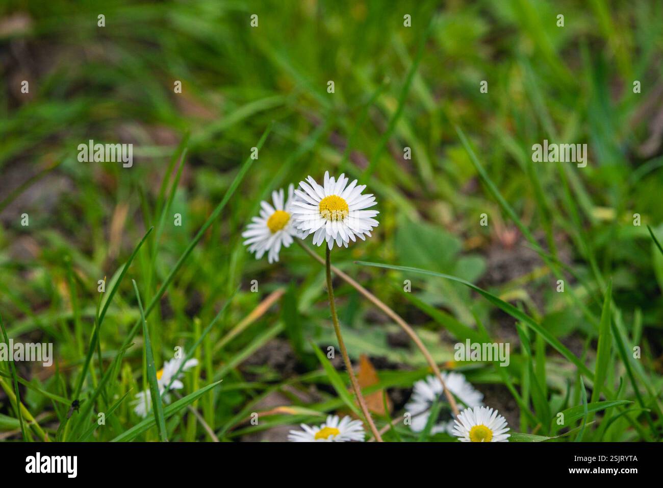 Lawn daisy (Bellis perennis), Plantae, 33130 Bègles, France Stock Photo ...