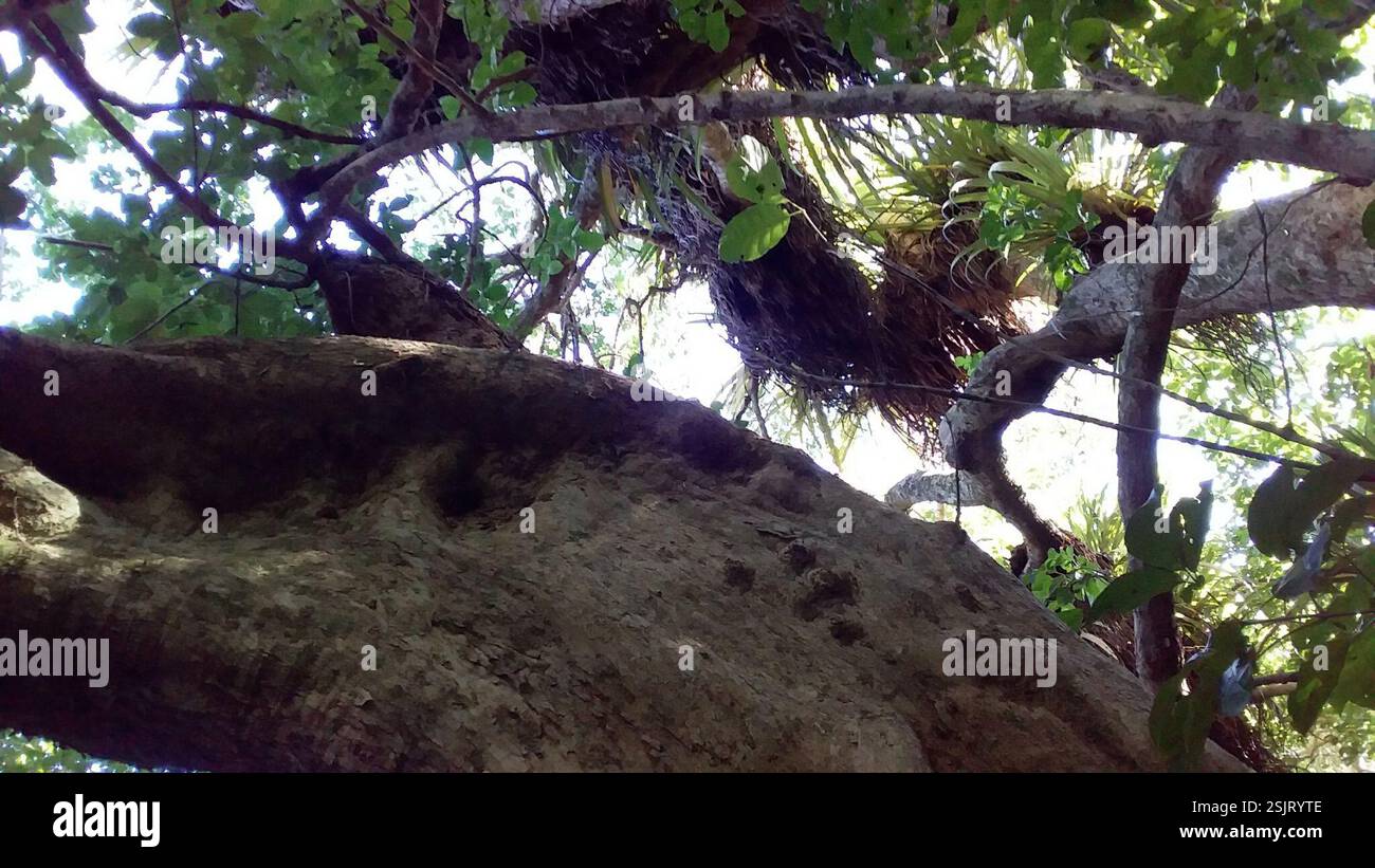 Pūriri (Vitex lucens), Plantae, Army Bay, Auckland 0930, New Zealand ...