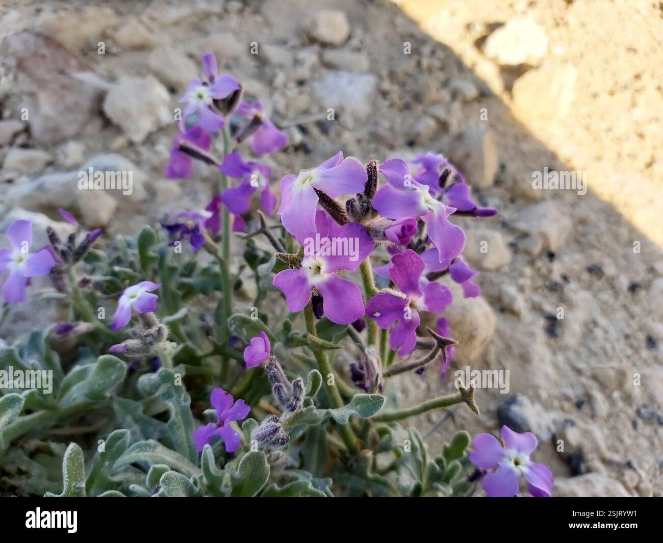 Stock (Matthiola), Plantae, RHF5+G5R, Marsaxlokk, Malta Stock Photo - Alamy