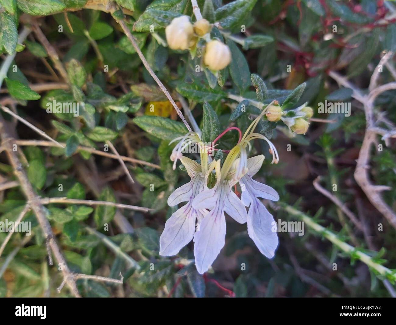 Tree Germander (Teucrium fruticans), Plantae, Pembrukas, Malta Stock ...