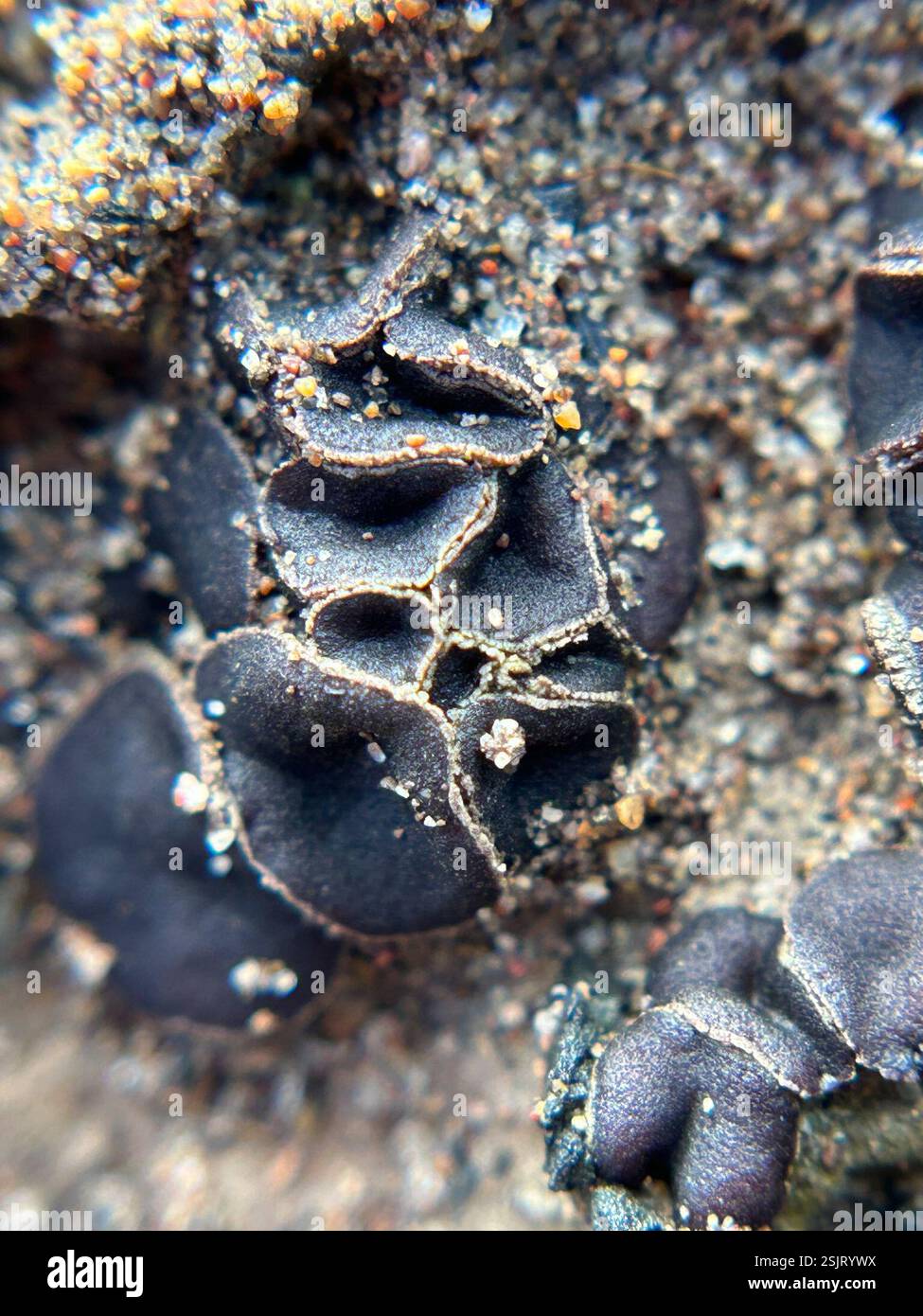 Operculate Ascomycetes (Pezizomycetes), Fungi, Pecho Valley Rd, Los ...