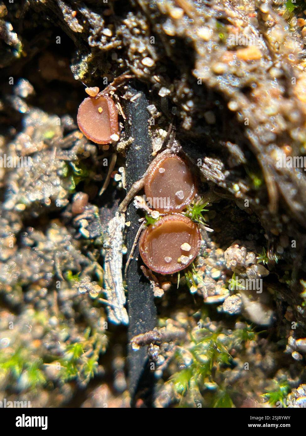 Operculate Ascomycetes (Pezizomycetes), Fungi, Monaña de Oro State Park ...