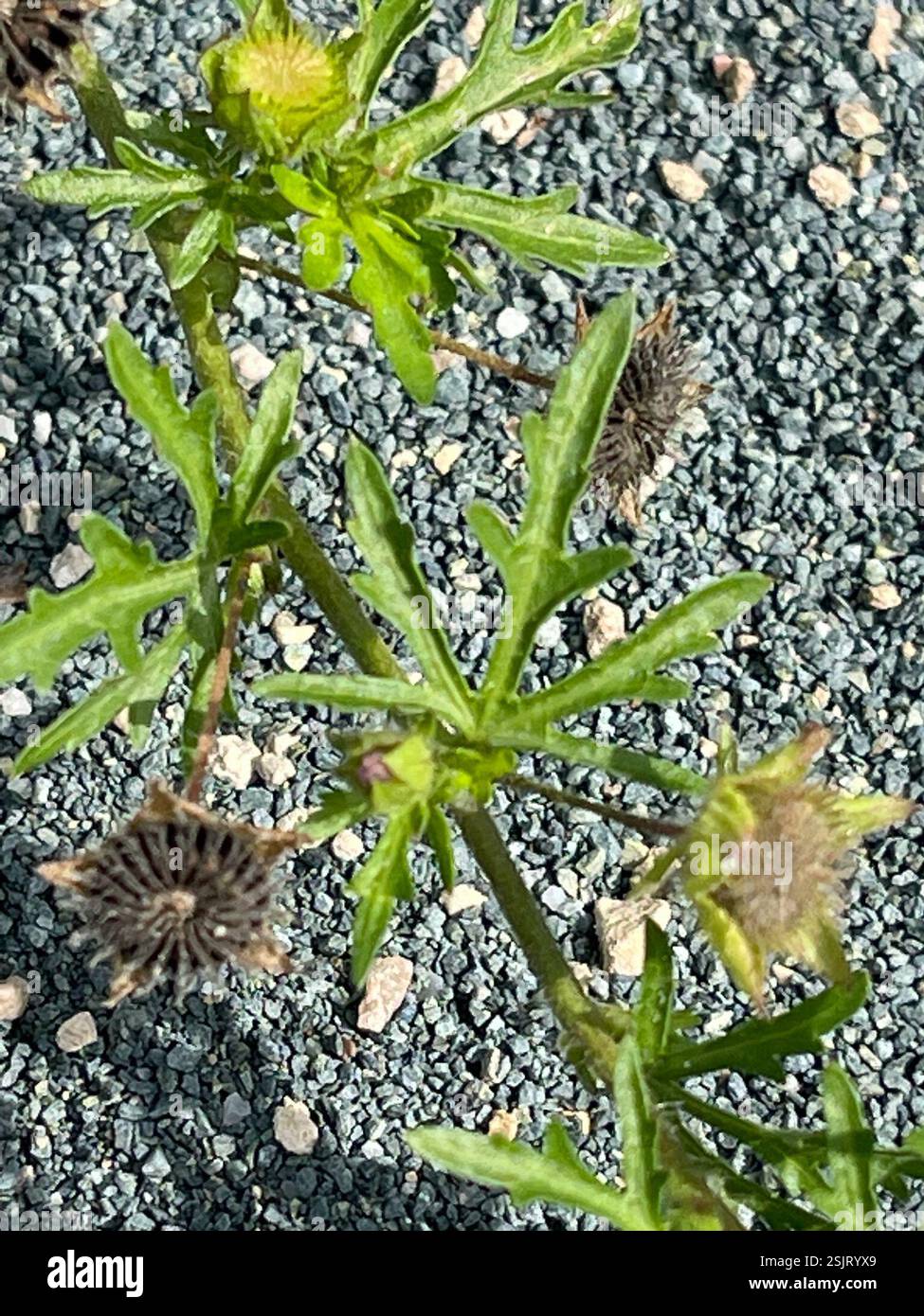 Carolina Bristlemallow (Modiola caroliniana), Plantae, CR-155 ...