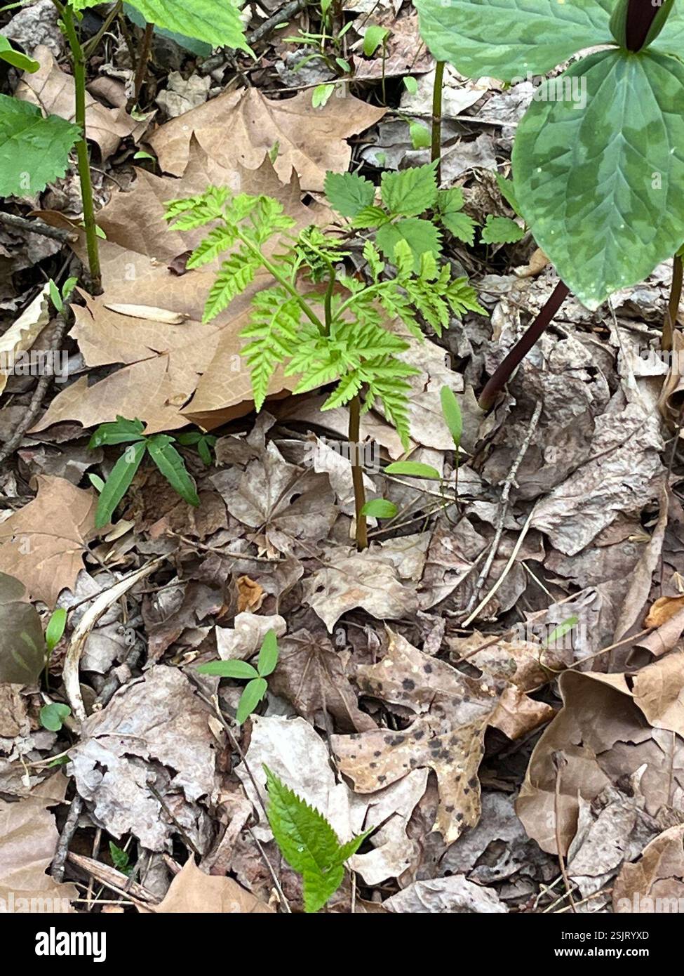 rattlesnake fern (Botrypus virginianus), Plantae, Chickamauga, GA, US ...