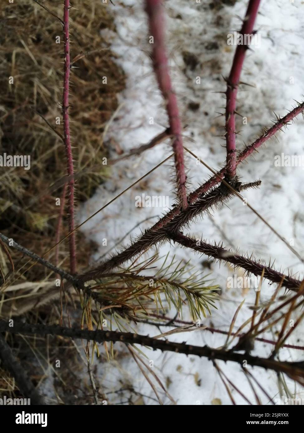 Prickly Wild Rose (Rosa acicularis), Plantae, Иркутская обл., Россия ...