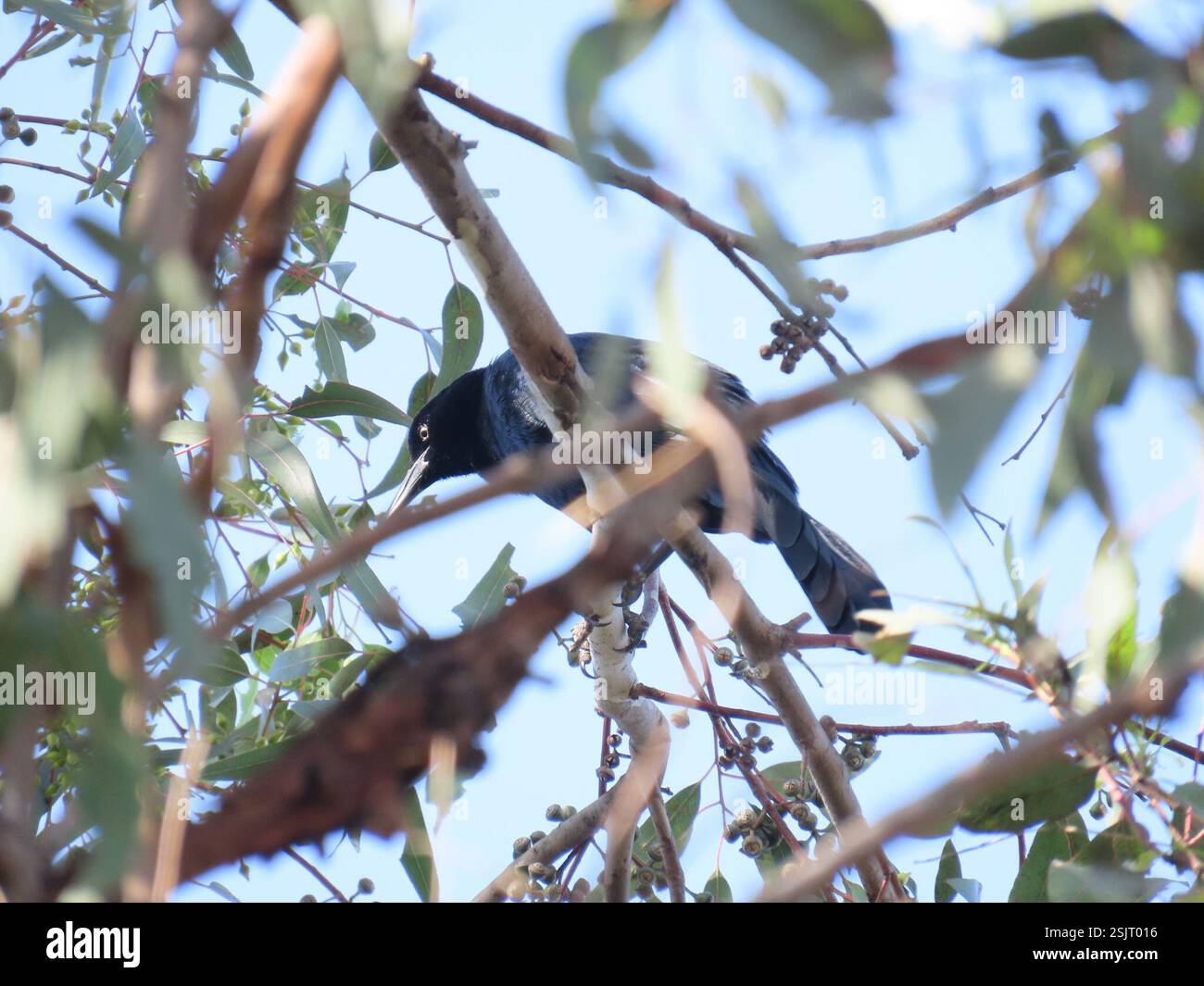 Great-tailed Grackle (Quiscalus mexicanus), Aves, 22430 Tijuana, Baja ...
