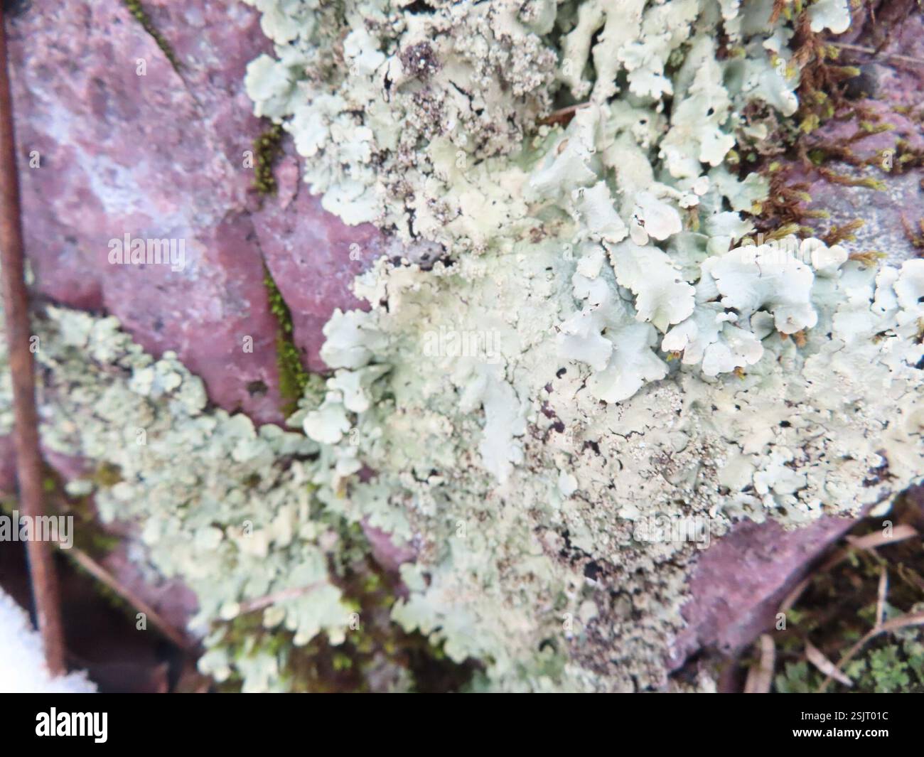 rock greenshield lichen (Flavoparmelia baltimorensis), Fungi, Devil's ...