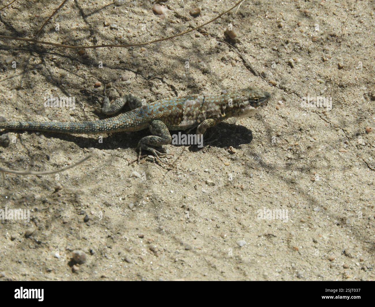 Western Side-blotched Lizard (Uta stansburiana elegans), Reptilia ...