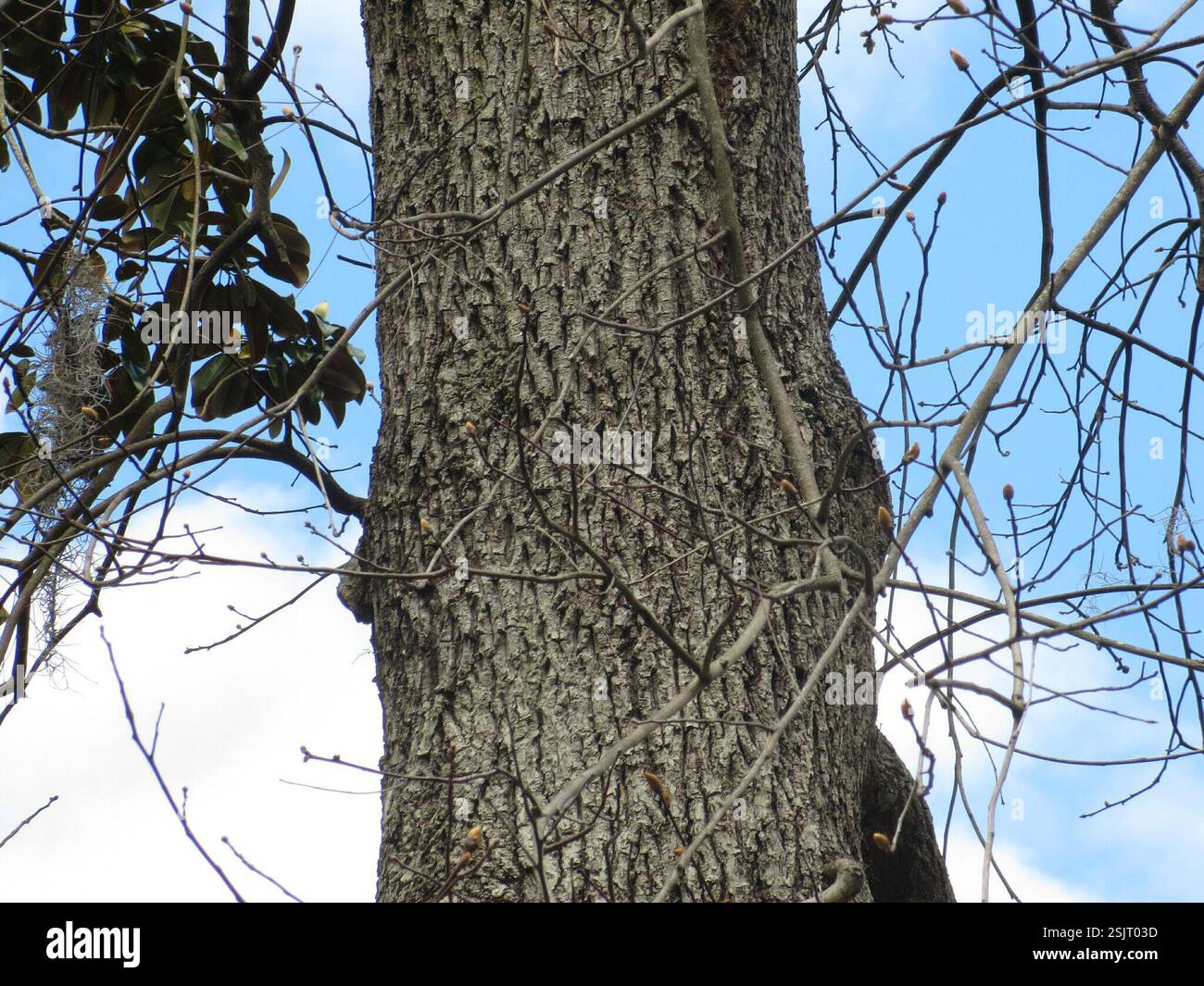 pignut hickory (Carya glabra), Plantae, 1107 Fulton Road, Pignut ...