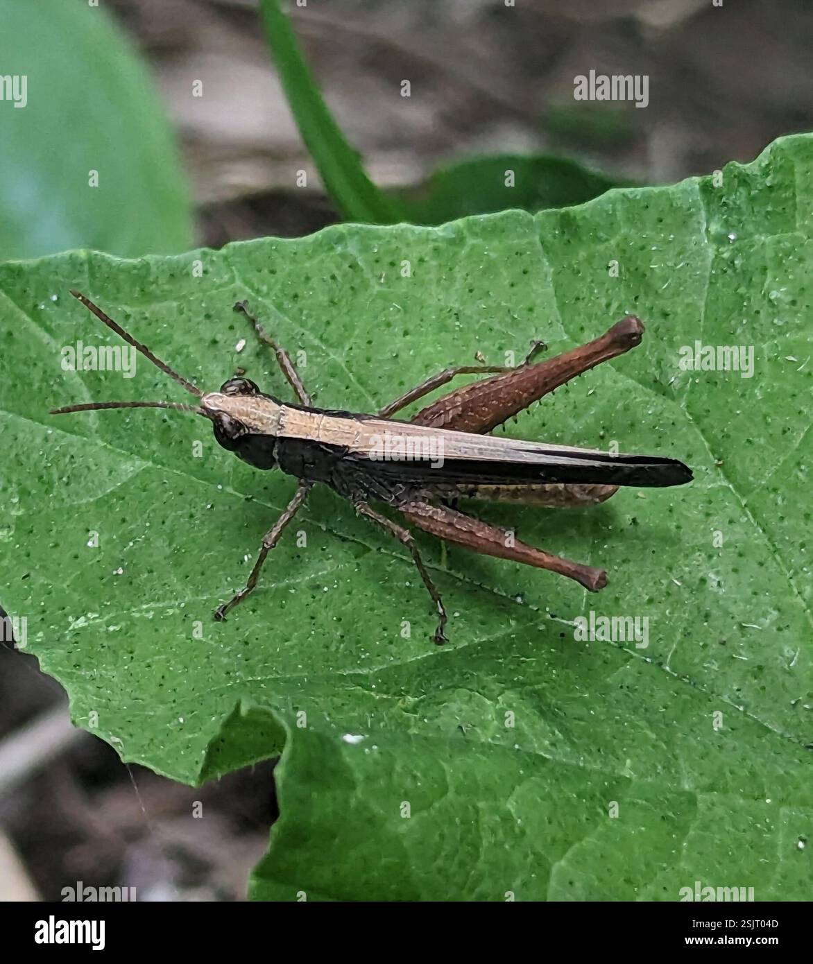 (Orphula azteca), Insecta, Patulul, Guatemala Stock Photo - Alamy
