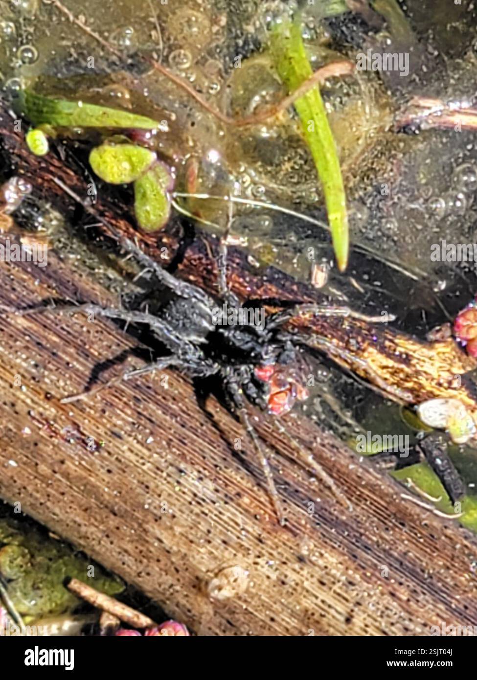 Thin-legged Wolf Spiders (Pardosa), Arachnida, Orinda, CA 94563, USA ...