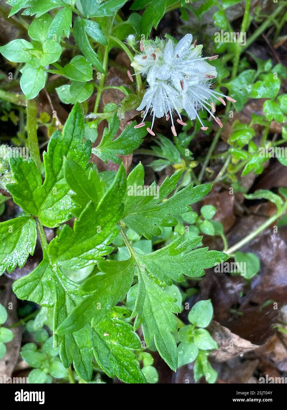 Virginia waterleaf (Hydrophyllum virginianum), Plantae, North Carolina ...