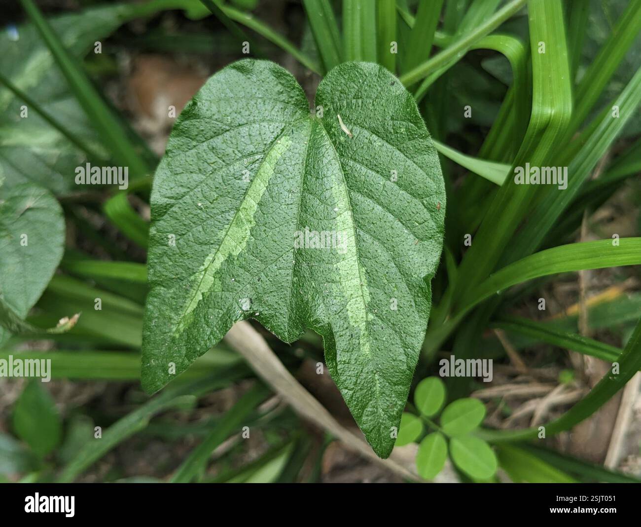 (Passiflora capsularis), Plantae, Patulul, Guatemala Stock Photo - Alamy