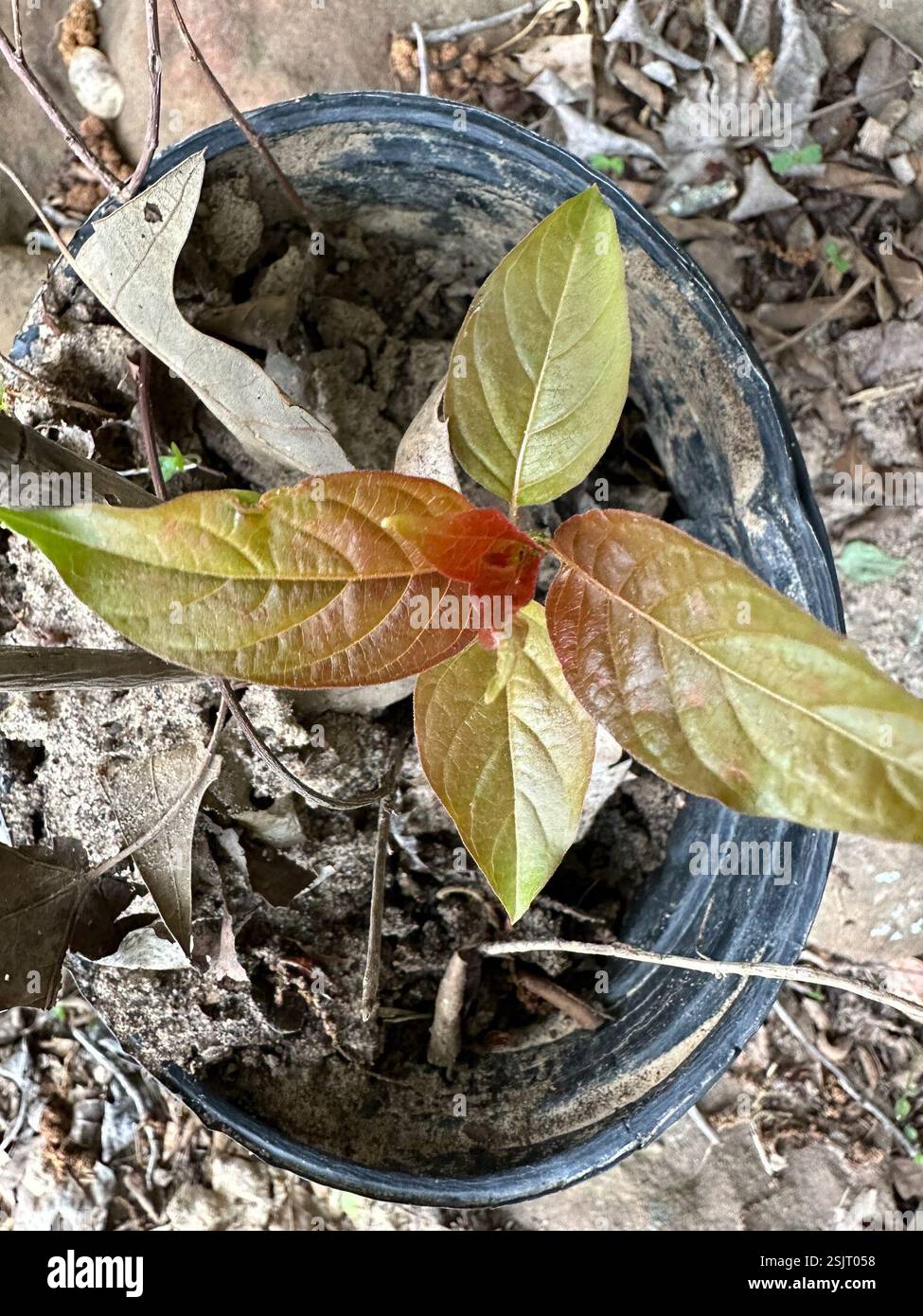 buttonbush (Cephalanthus occidentalis), Plantae, Wildwood Cir, Magnolia ...