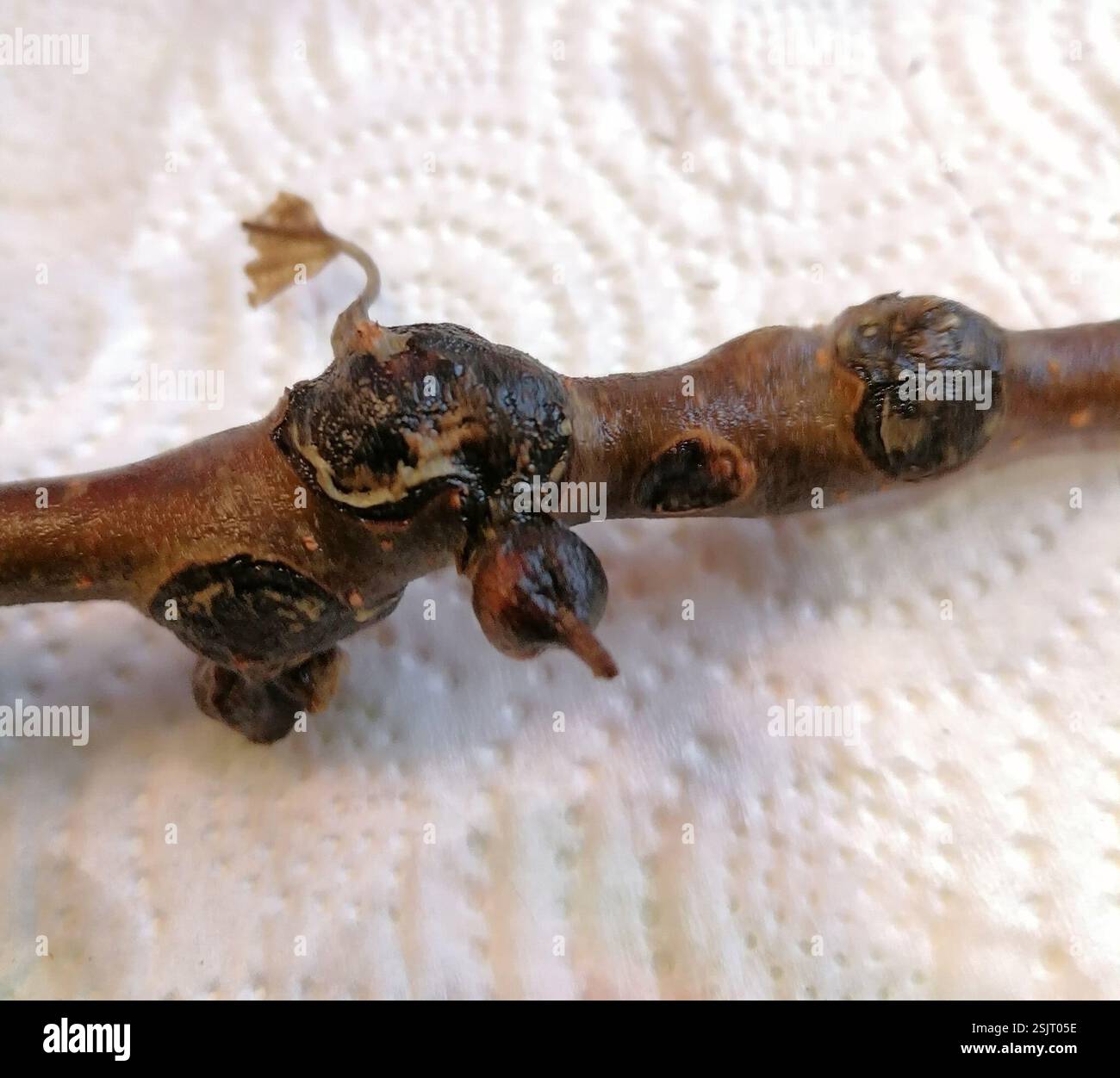 Willow Gall Midges (Rabdophaga), Insecta, Лесосечная ул., 14 ...