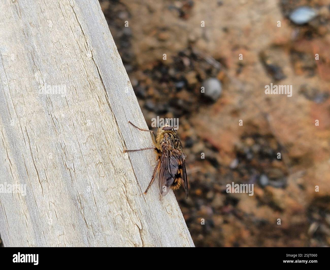 Bot Flies, Blow Flies, and Allies (Oestroidea), Insecta, Tangiwai, New ...