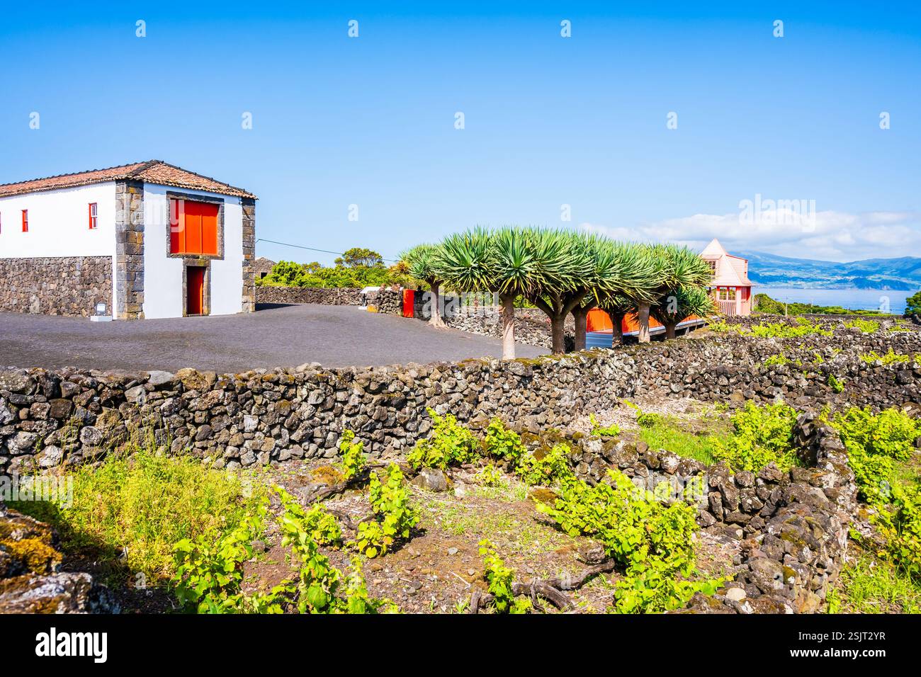 Historic traditional buildings in vineyard culture on Pico island ...