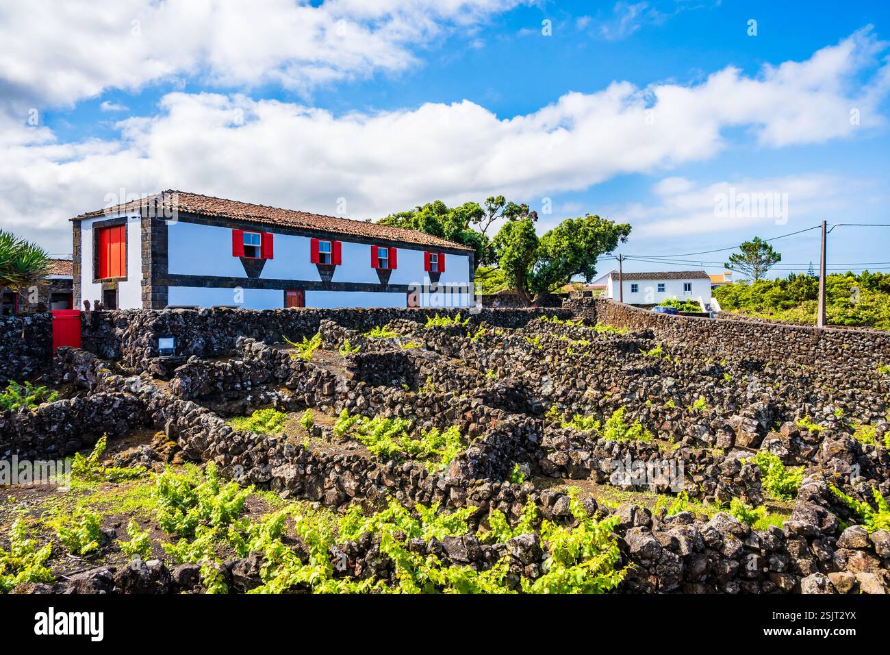 Historic traditional buildings in vineyard culture on Pico island ...