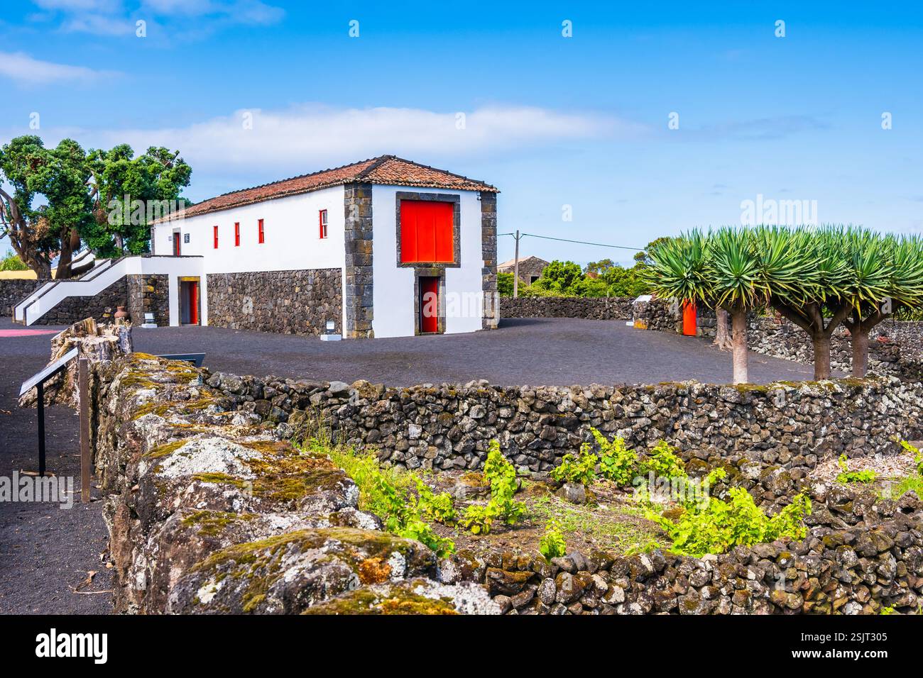 Historic traditional buildings in vineyard culture on Pico island ...