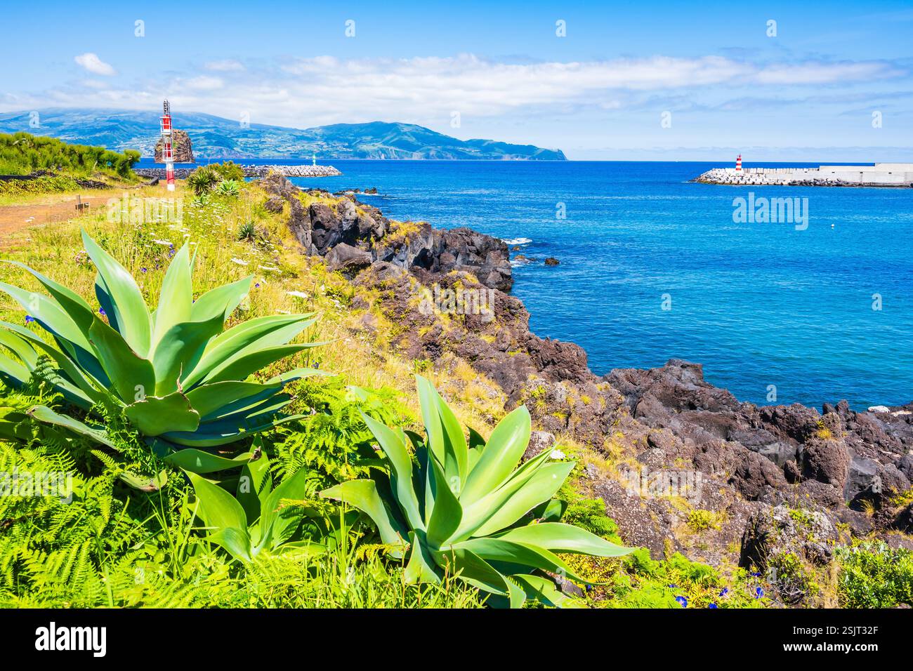 Agave and tropical plants on ocean coast of Pico island, Azores ...