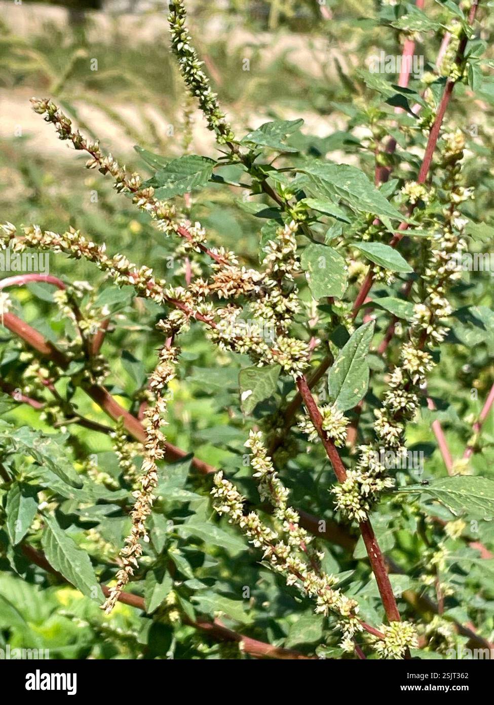 amaranths (Amaranthus), Plantae, Autopista Nacional, Mayabeque Province ...