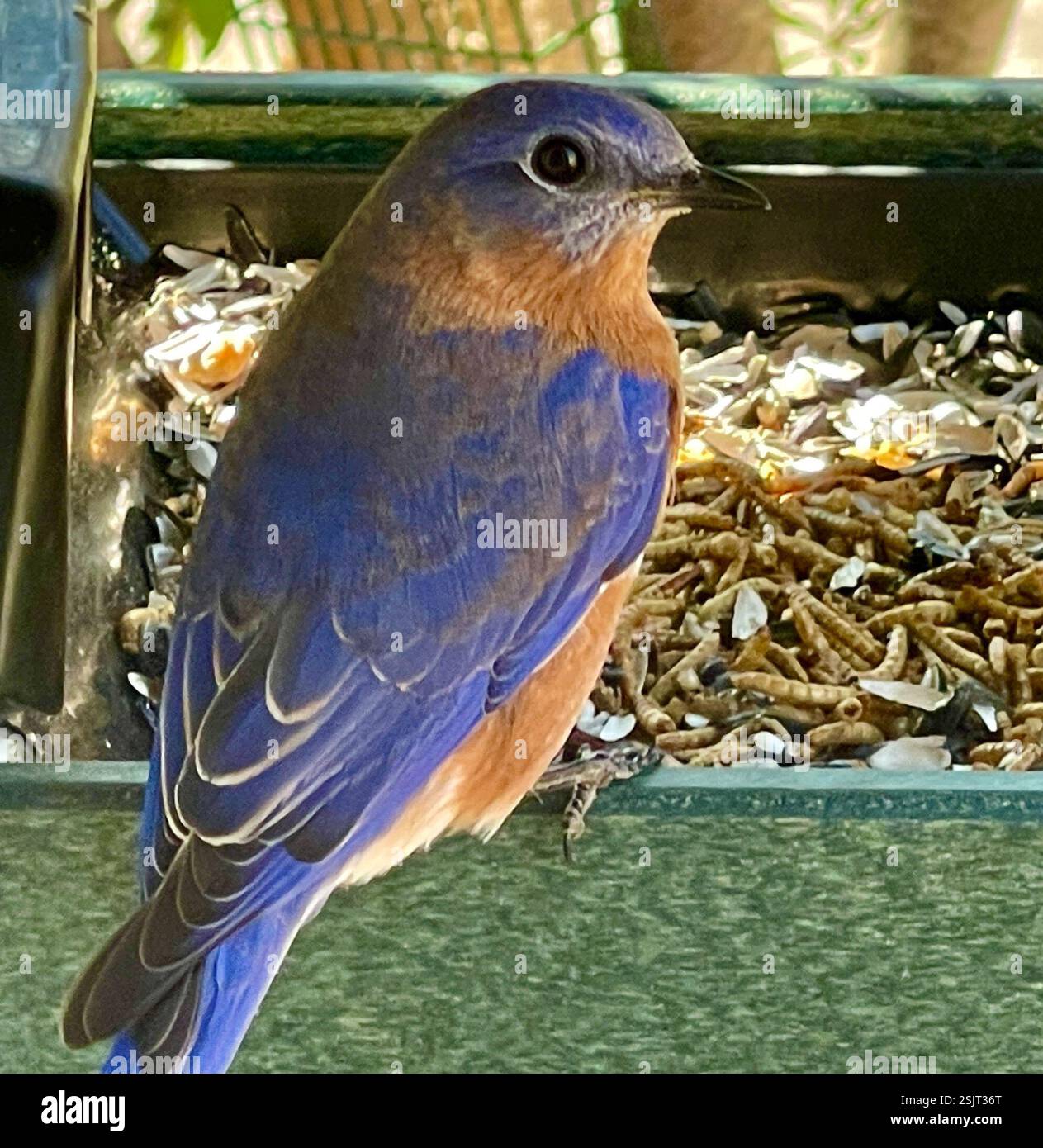 Eastern Bluebird (Sialia sialis), Aves, Mitchell St, Hillsborough, NC ...