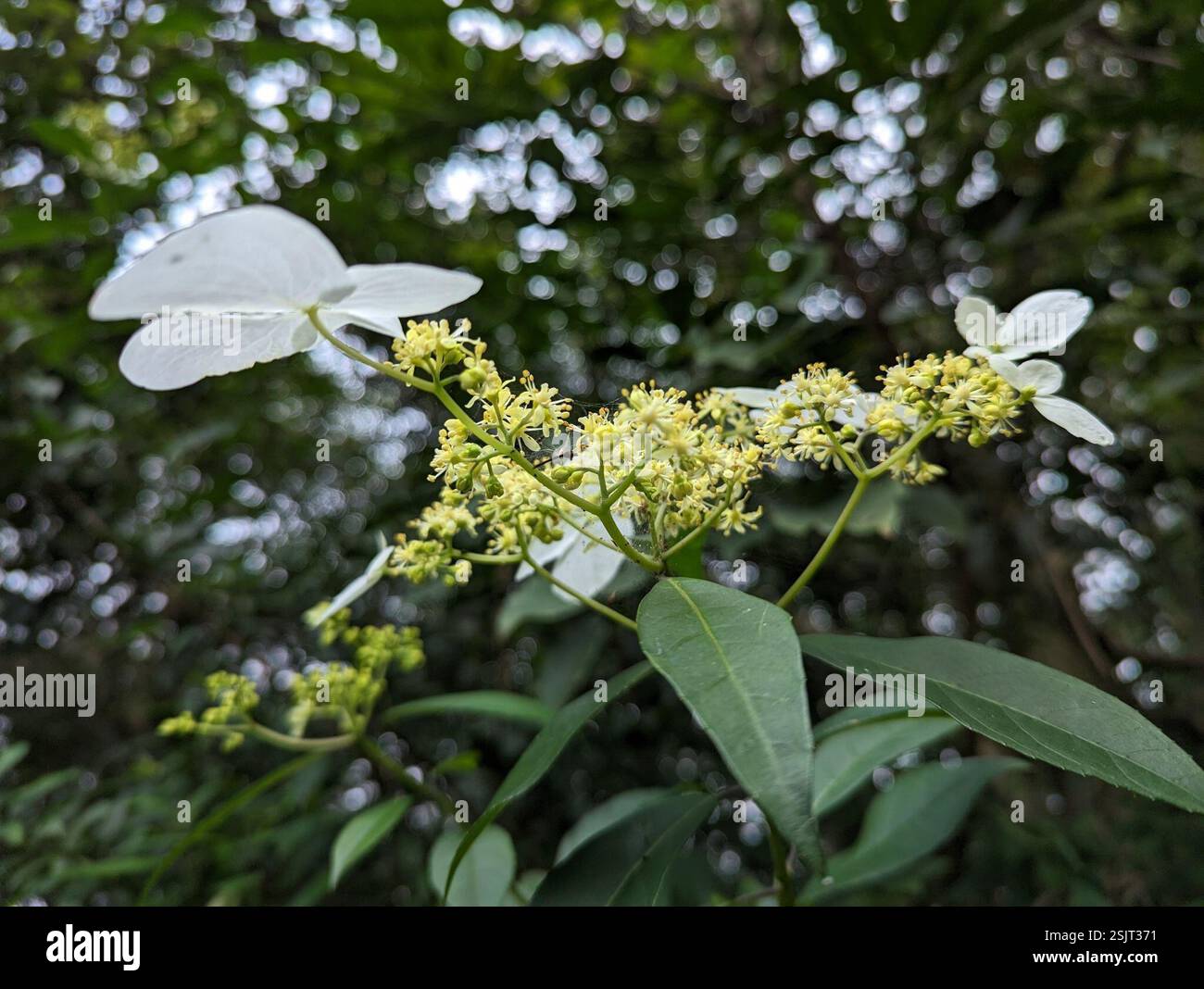 Chinese Hydrangea (Hydrangea chinensis), Plantae, 石門區 Stock Photo - Alamy