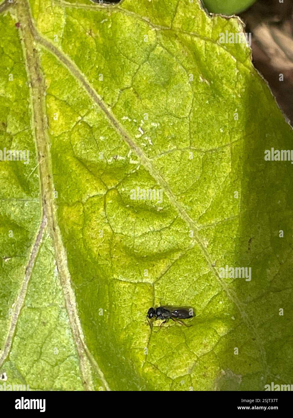 Bees and Apoid Wasps (Apoidea), Insecta, Melbourne VIC, Australia Stock ...