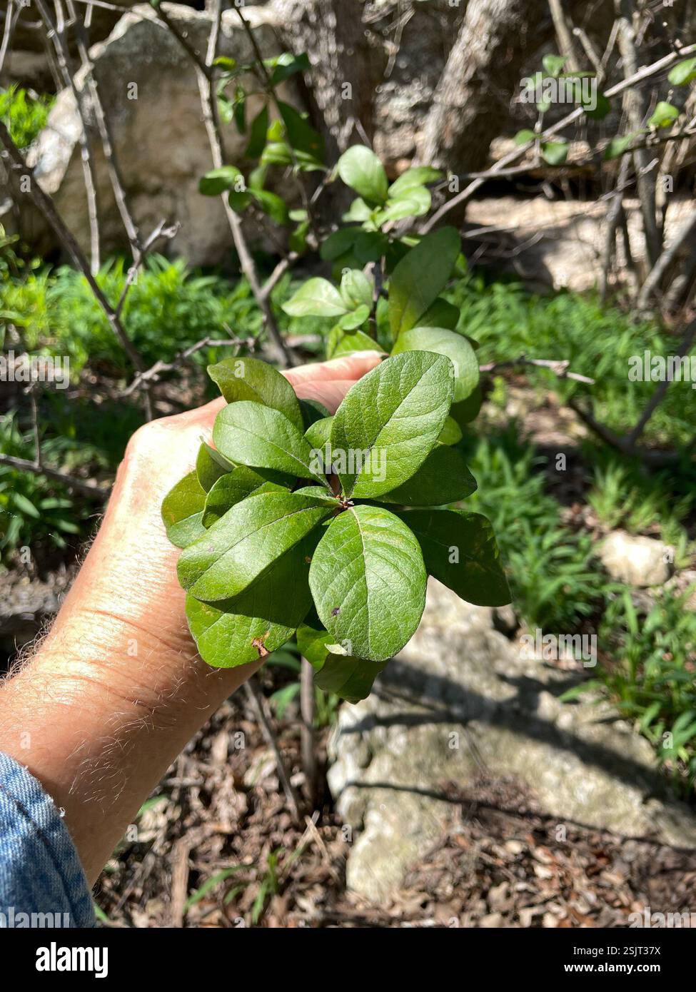 Gum bumelia (Sideroxylon lanuginosum), Plantae, Leona Park Ln, Moody ...