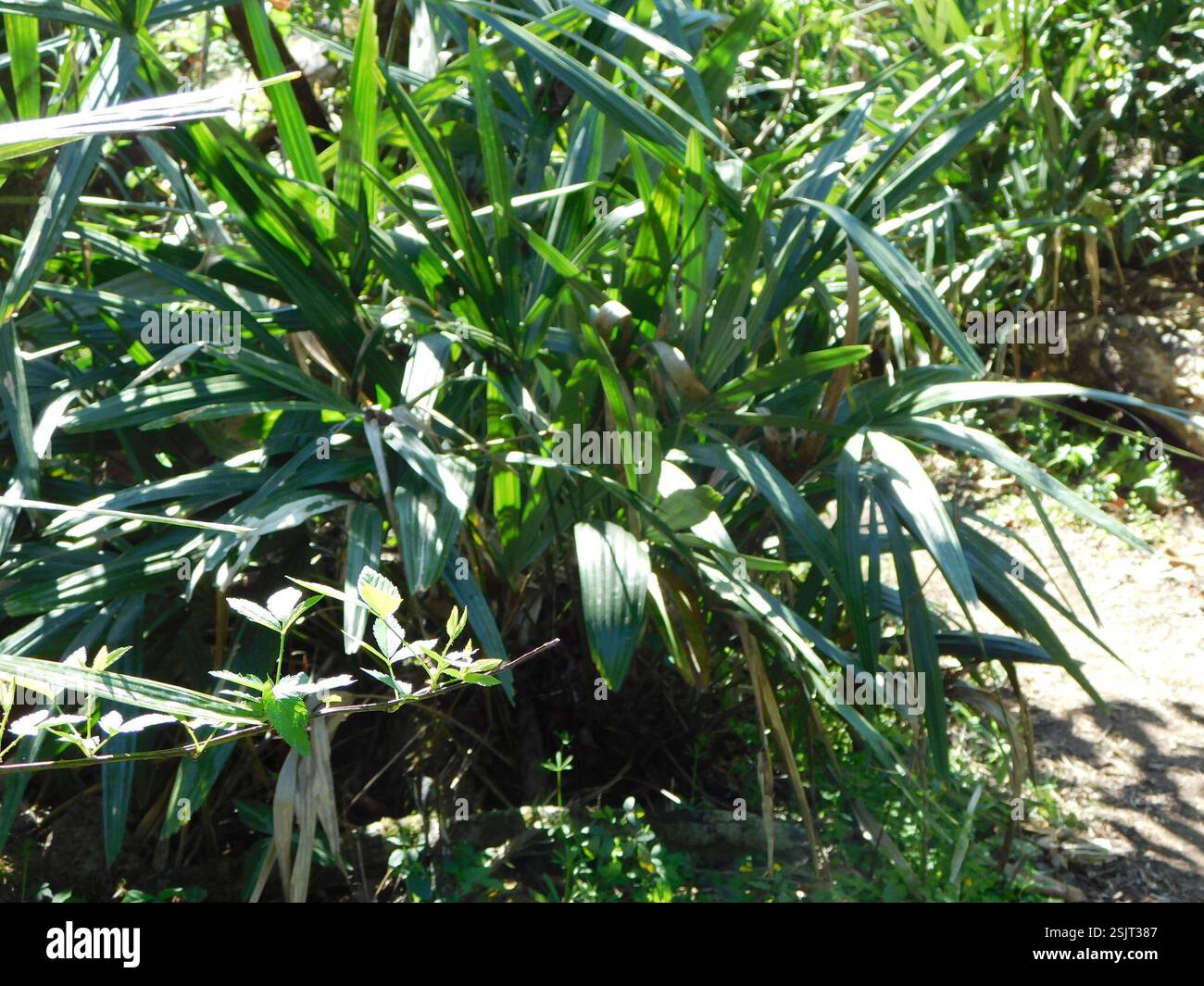 needle palm (Rhapidophyllum hystrix), Plantae, Fl Caverns State Park ...