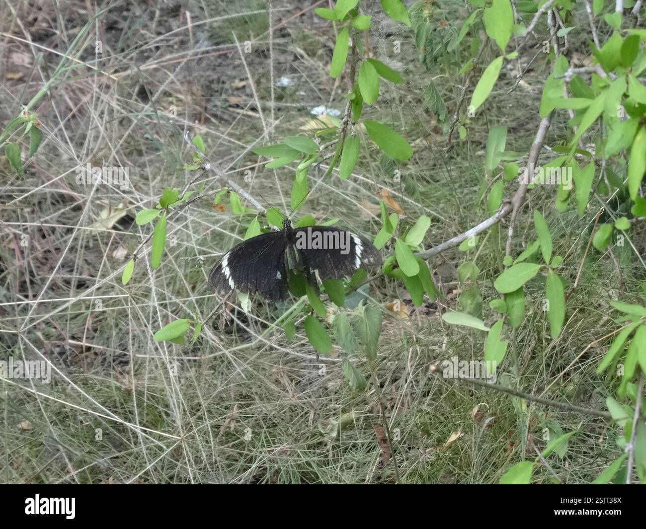 Orchard Swallowtail (Papilio aegeus), Insecta, Oxford QLD 4742 ...