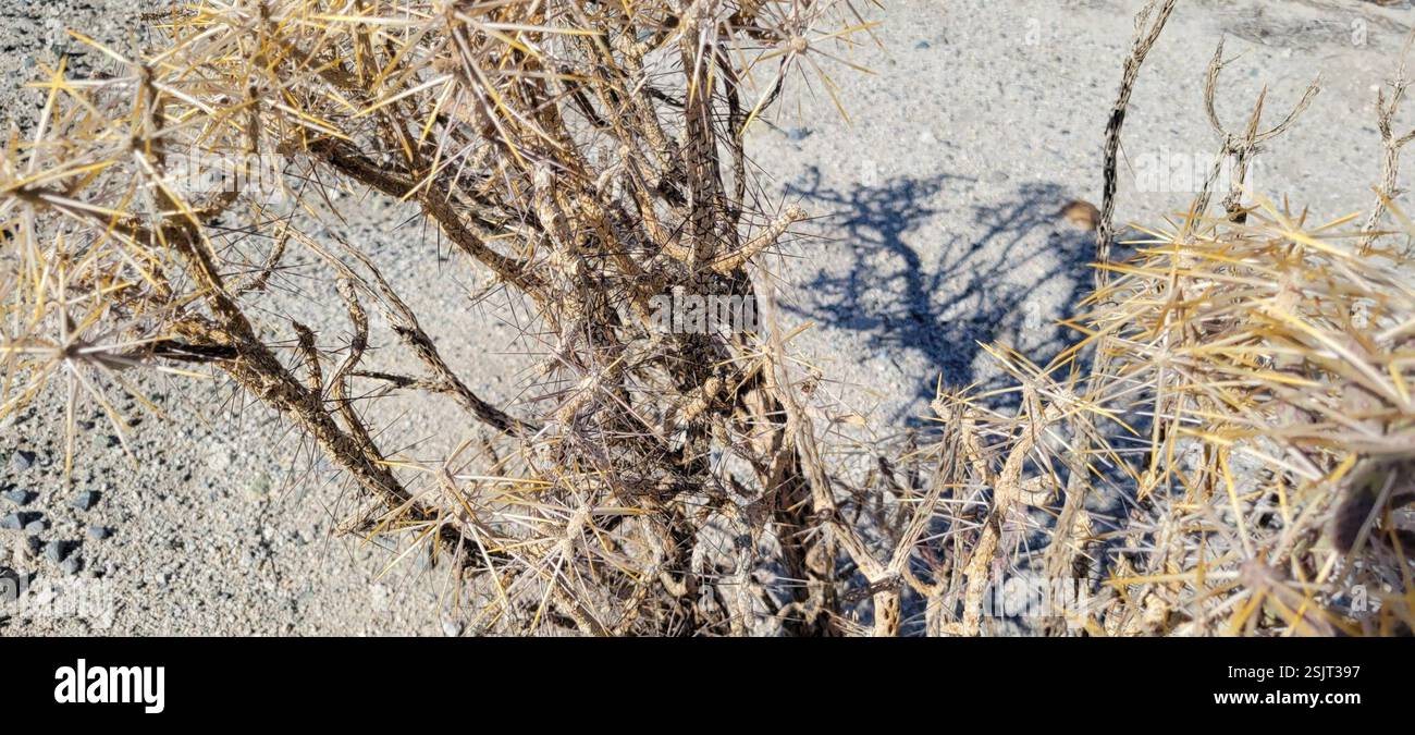 Branched Pencil Cholla (Cylindropuntia ramosissima), Plantae, Riverside ...