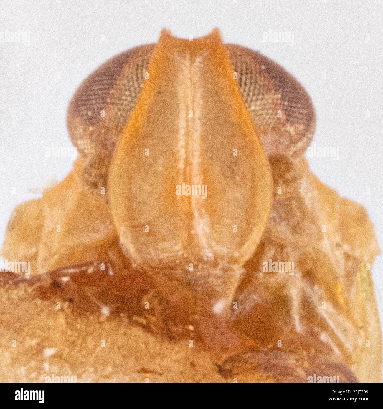 (Haplaxius synavei), Insecta, Venezuela, Photos taken by Solomon ...