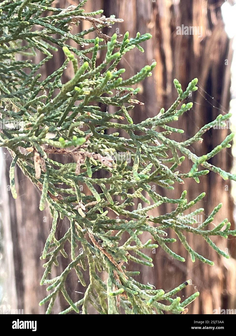 Ashe juniper (Juniperus ashei), Plantae, Killeen, TX, US Stock Photo ...