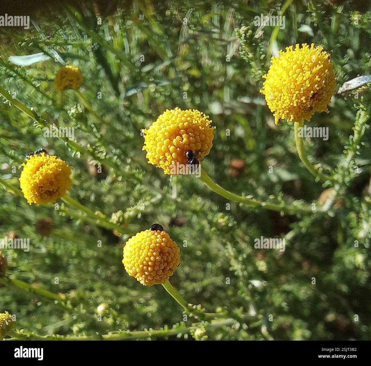 (Asteroideae), Plantae, Cacadu, ZA-EC, ZA Stock Photo - Alamy