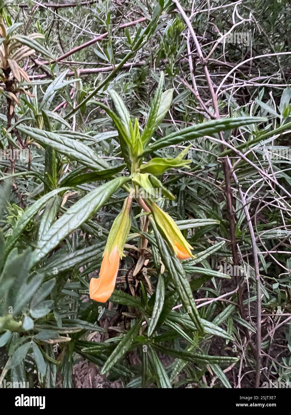 southern bush monkeyflower (Diplacus longiflorus), Plantae, Anaheim ...