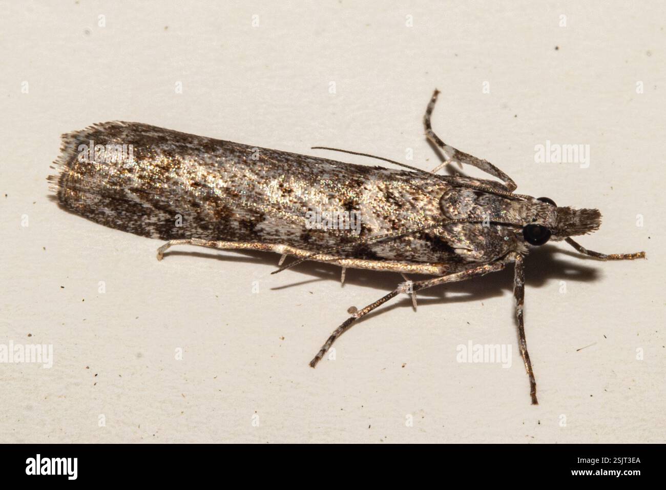 (Scoparia petrina), Insecta, St Bathans, New Zealand, Mothing adventure ...