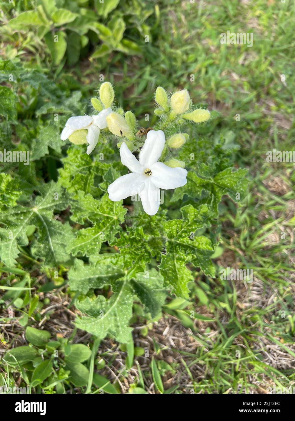 Texas Bull Nettle (Cnidoscolus texanus), Plantae, New Wehdem Rd ...