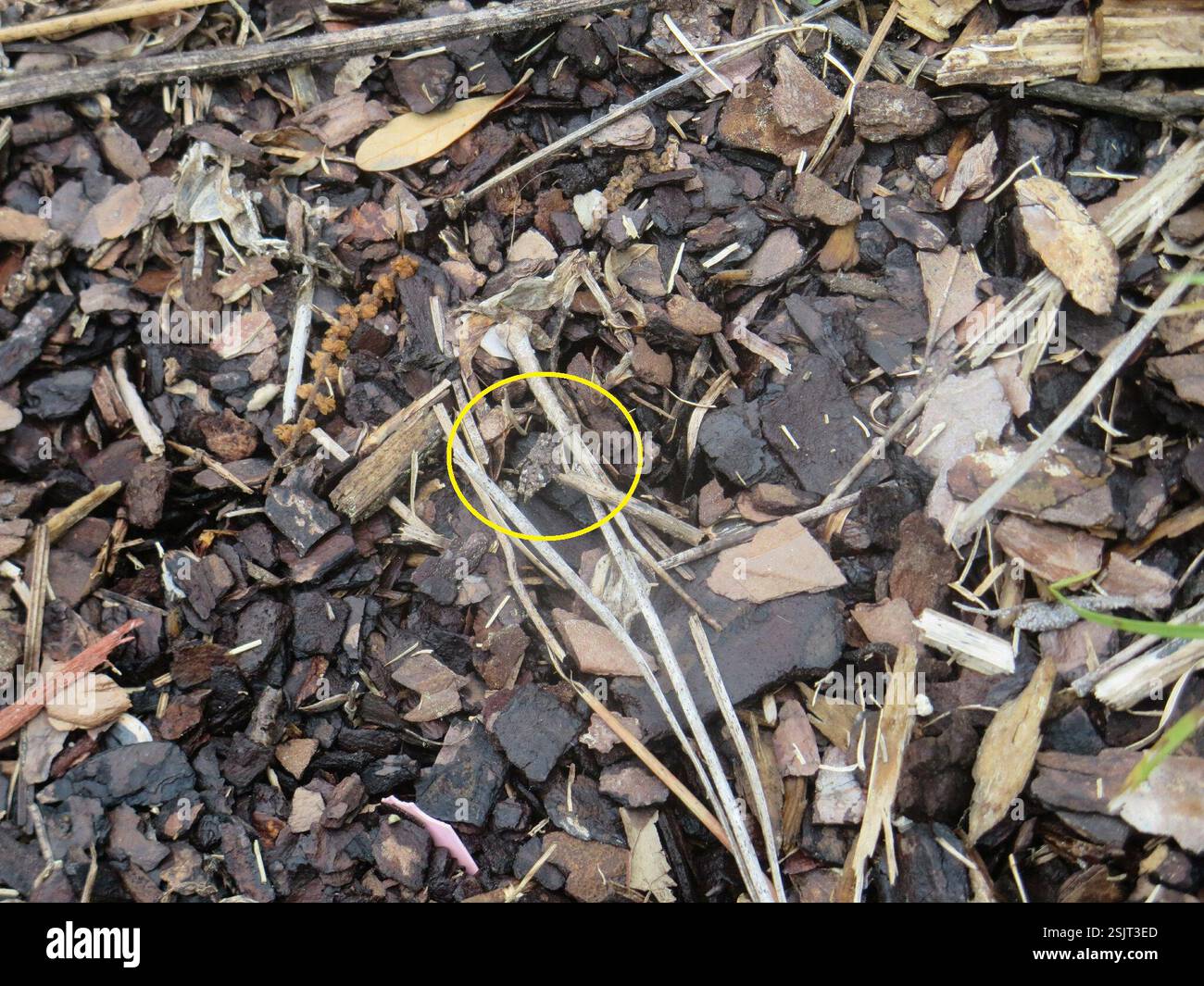 (Tetriginae), Insecta, Windsor Forest, Savannah, GA, USA, a little grey ...