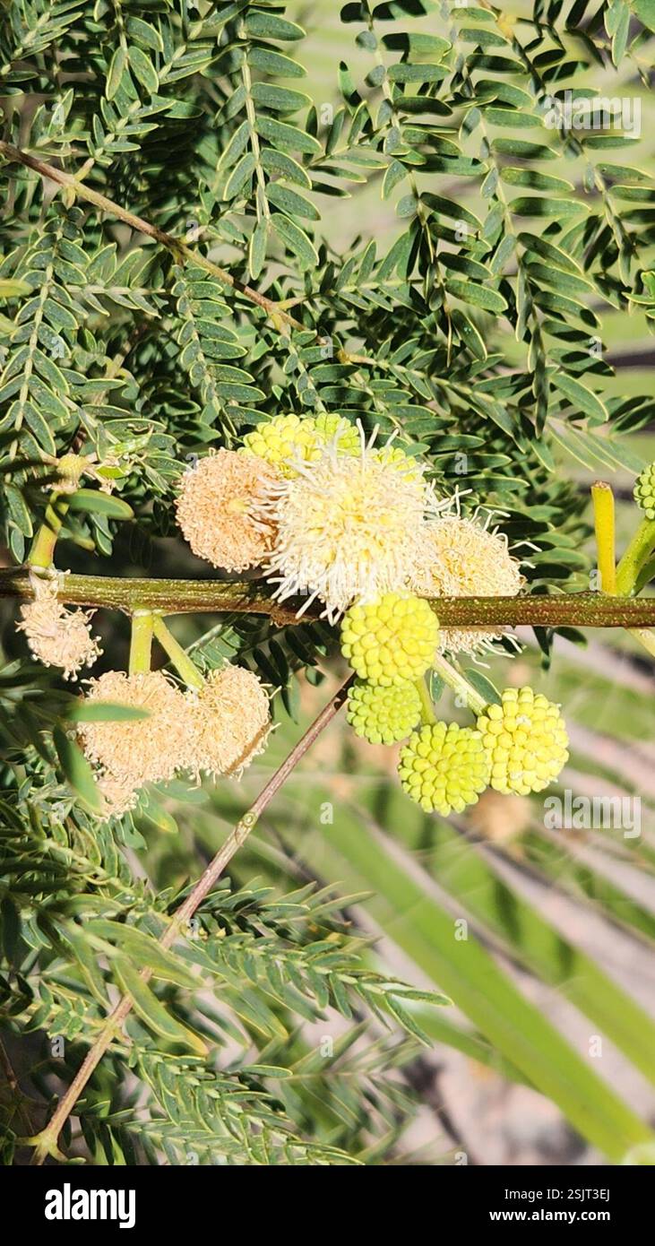 White leadtree (Leucaena leucocephala), Plantae, Loreto, MX-BS, MX ...