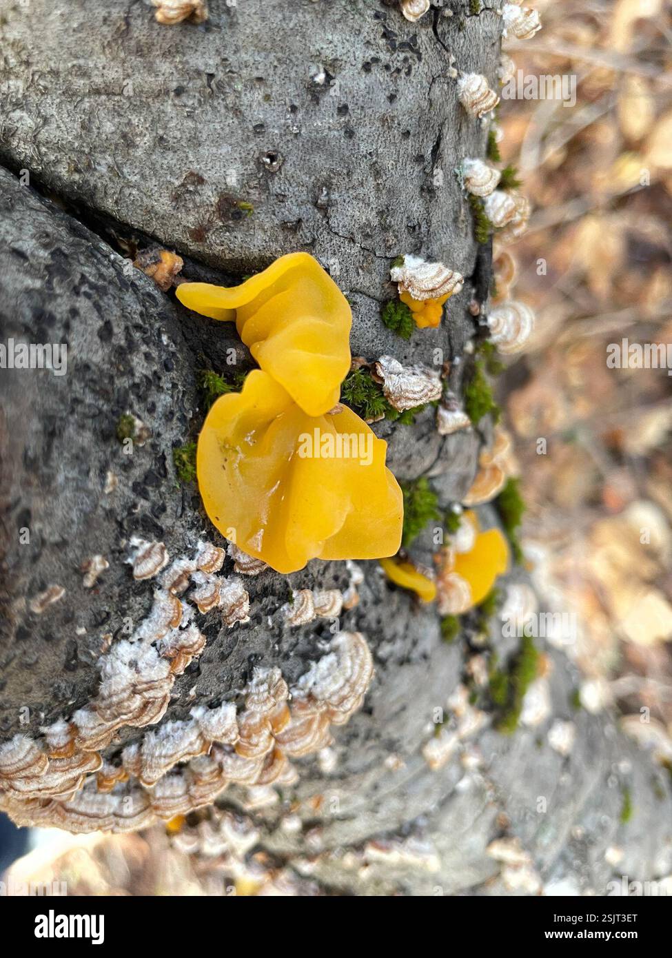 golden ear (Naematelia aurantia), Fungi, Via Laguna Vista, San Luis ...